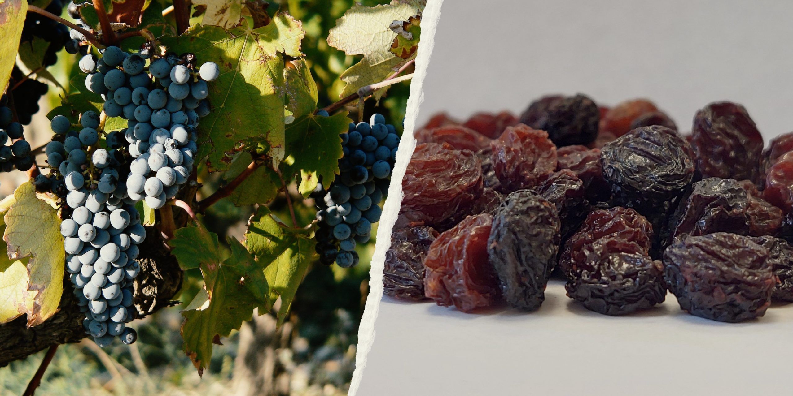 Pietrelli Fruit